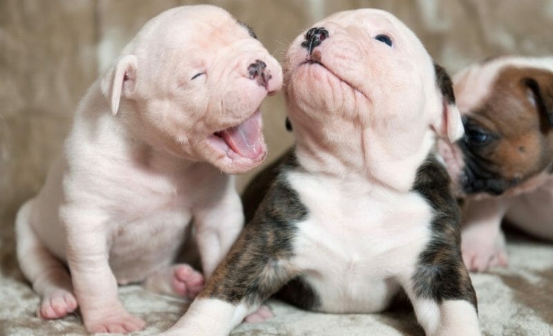 American Bully Size Chart | Bully Weight & Growth Chart