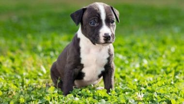 American Staffordshire Terrier Weight Chart | Size & Growth