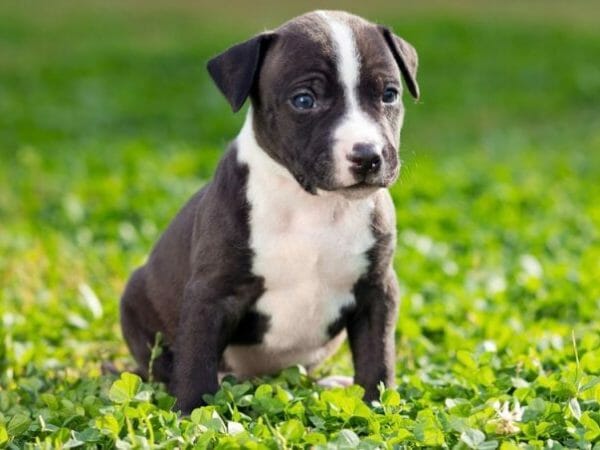 12 Small Guard Dogs | Best Small Dog Breeds To Protect You