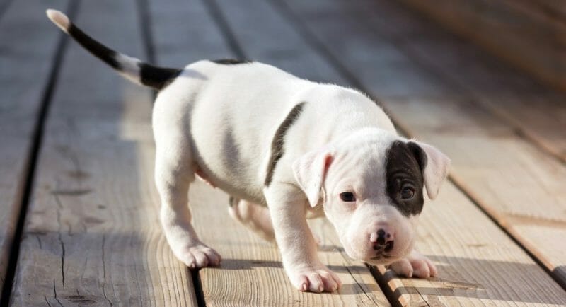 American Staffordshire Terrier Weight Chart | Size & Growth
