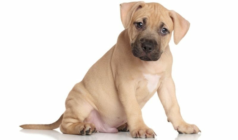 American Staffordshire Terrier Weight Chart | Size & Growth