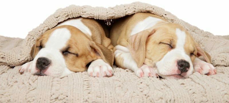 American Staffordshire Terrier Weight Chart | Size & Growth