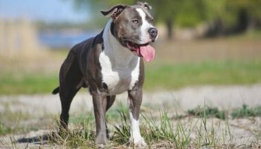 American Staffordshire Terrier Weight Chart | Size & Growth