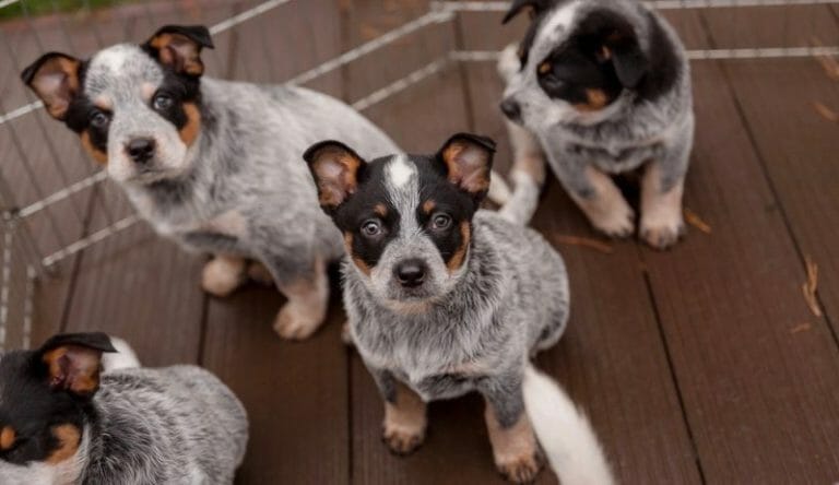 How Much To Feed A Blue Heeler Puppy | Feeding Chart