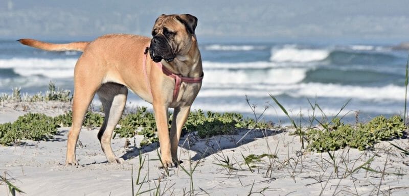 Boerboel Growth Chart | Size & Weight Chart