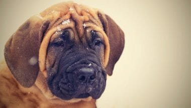 Boerboel Growth Chart | Size & Weight Chart