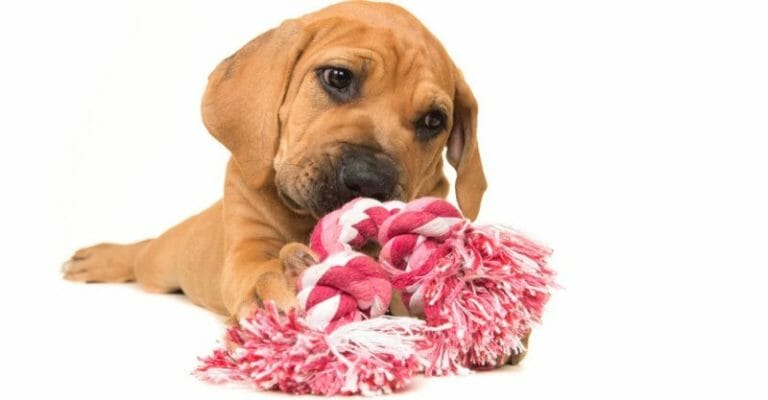 Boerboel Growth Chart | Size & Weight Chart