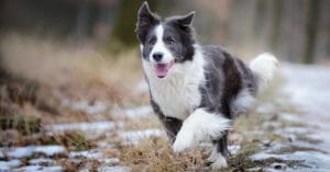 How Much To Feed A Border Collie Puppy | Feeding Chart