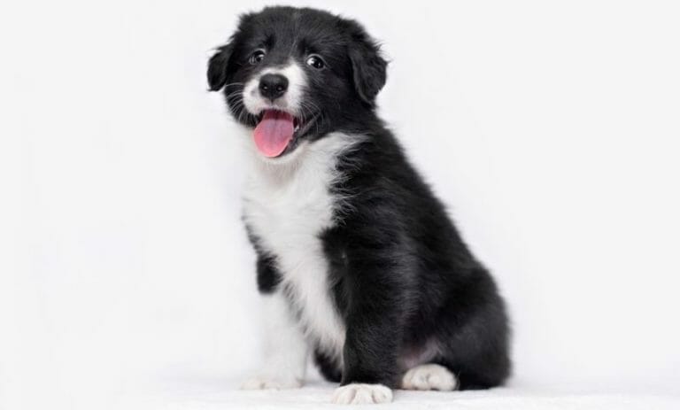 How Much To Feed A Border Collie Puppy | Feeding Chart