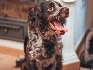 German Shorthaired Pointer Growth Chart | GSP Weight & Size