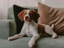 Springer Spaniel Growth Chart | Size & Weight Chart