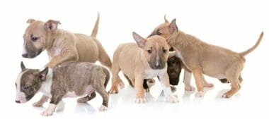 Bull Terrier Size Chart | Growth & Weight Chart