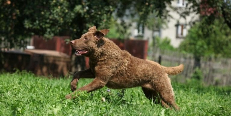 Chesapeake Bay Retriever Growth Chart | Chessie Weight & Size