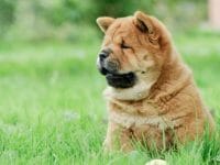 Sheltie Growth Chart | Sheltie Size & Weight Chart