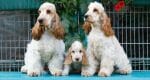Cocker Spaniel Size Chart | Growth & Weight Chart