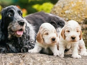 German Shorthaired Pointer Growth Chart | GSP Weight & Size