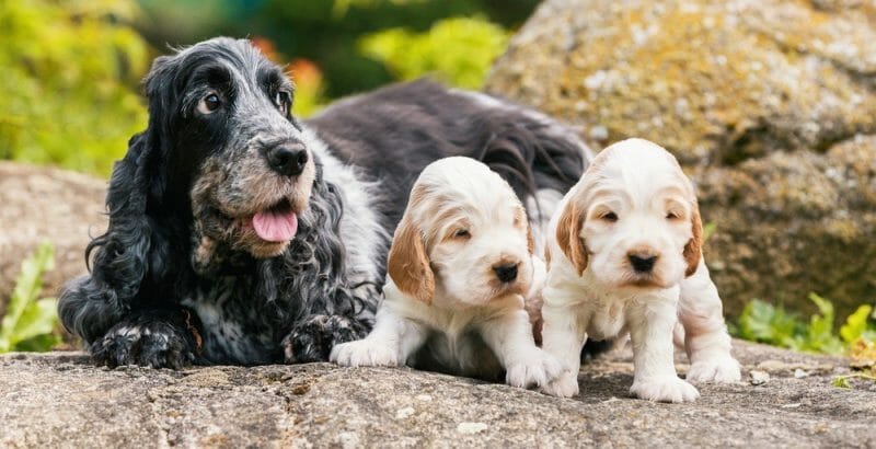 Cocker Spaniel Size Chart | Growth & Weight Chart