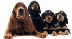 Cocker Spaniel Size Chart | Growth & Weight Chart