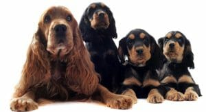 Cocker Spaniel Size Chart | Growth & Weight Chart