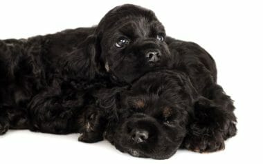 Cocker Spaniel Size Chart | Growth & Weight Chart