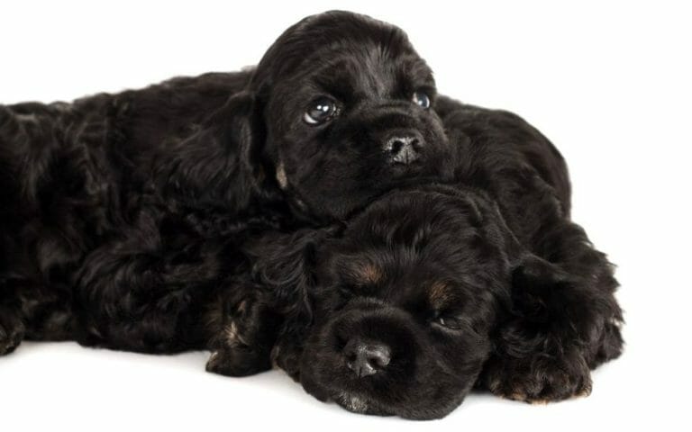 Cocker Spaniel Size Chart | Growth & Weight Chart