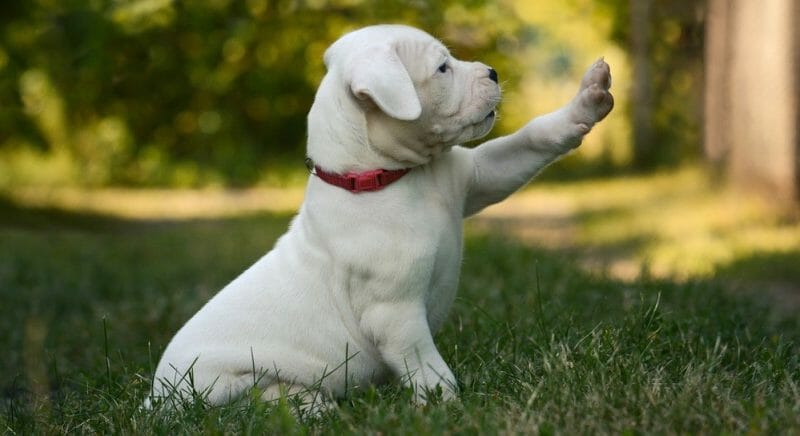 Dogo Argentino Growth Chart | Size & Weight Chart