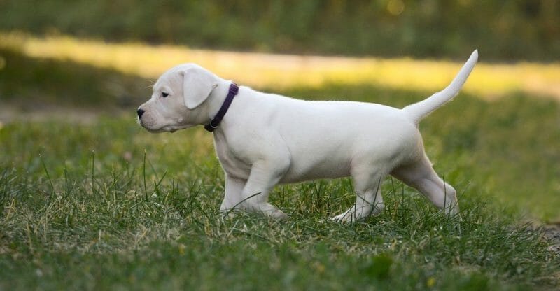 Dogo Argentino Growth Chart | Size & Weight Chart