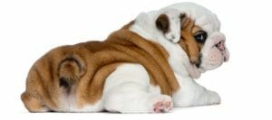 English Bulldog Size Chart | Bulldog Weight & Growth Chart
