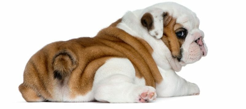 English Bulldog Size Chart | Bulldog Weight & Growth Chart