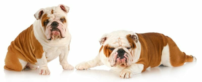 English Bulldog Size Chart | Bulldog Weight & Growth Chart