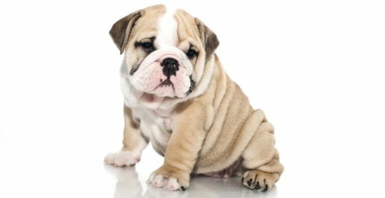 English Bulldog Size Chart | Bulldog Weight & Growth Chart