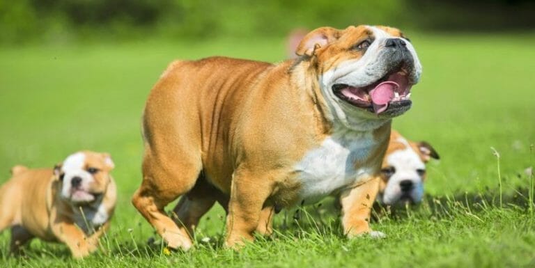 English Bulldog Size Chart | Bulldog Weight & Growth Chart