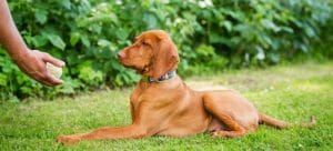 Brittany Spaniel Growth Chart | Size & Weight Chart