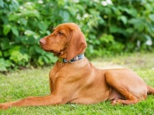 Brittany Spaniel Growth Chart | Size & Weight Chart