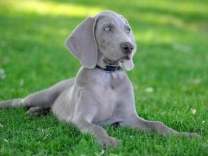 German Shorthaired Pointer Growth Chart | GSP Weight & Size