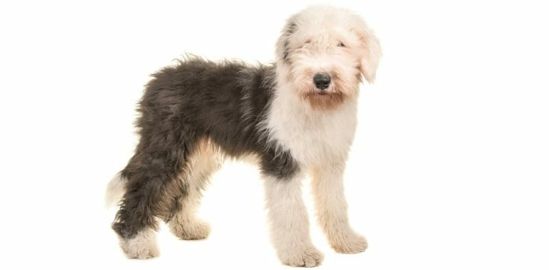 Old English Sheepdog Growth Chart | OES Size & Weight Chart