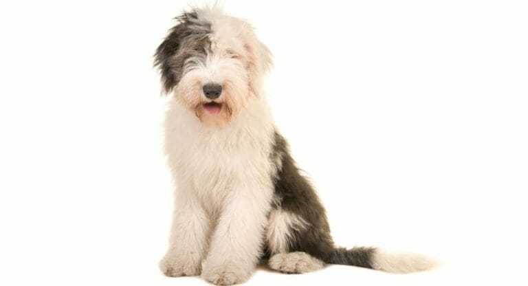 Old English Sheepdog Growth Chart | OES Size & Weight Chart