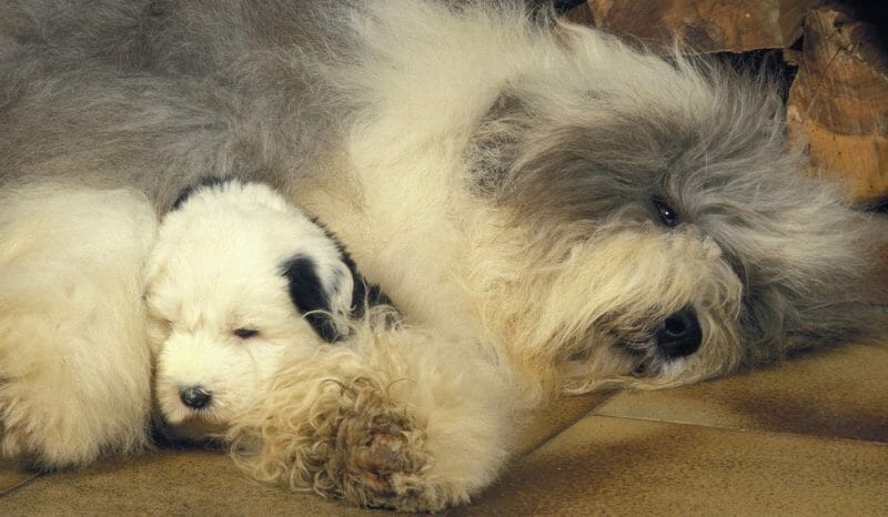 Old English Sheepdog Growth Chart | OES Size & Weight Chart