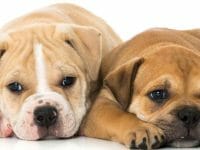 English Bulldog Size Chart | Bulldog Weight & Growth Chart