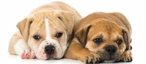 English Bulldog Size Chart | Bulldog Weight & Growth Chart