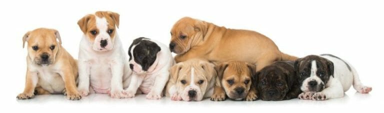 Olde English Bulldogge Weight Chart | Size & Growth Chart