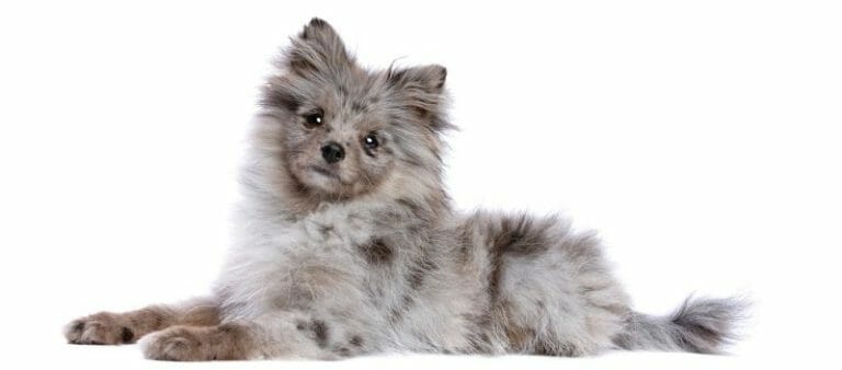 Pomsky Size Chart | Growth & Weight Chart