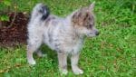 Pomsky Size Chart | Growth & Weight Chart