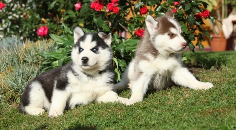 Pomsky Size Chart | Growth & Weight Chart