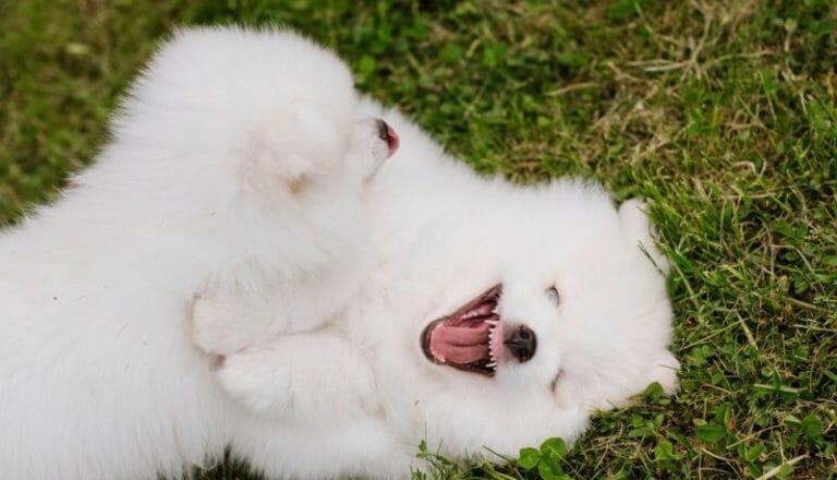 Pomsky Size Chart | Growth & Weight Chart