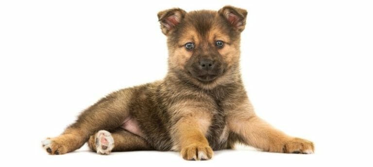 Pomsky Size Chart | Growth & Weight Chart