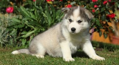 Pomsky Size Chart | Growth & Weight Chart