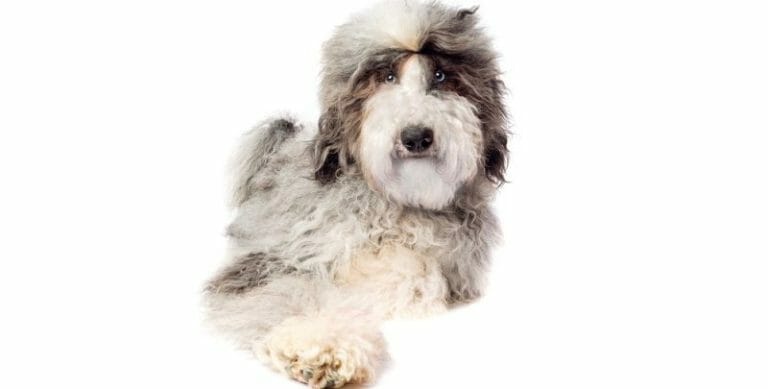 Sheepadoodle Growth Chart | Size & Weight Chart