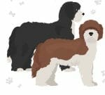 Sheepadoodle Growth Chart | Size & Weight Chart