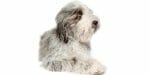 Sheepadoodle Growth Chart | Size & Weight Chart
